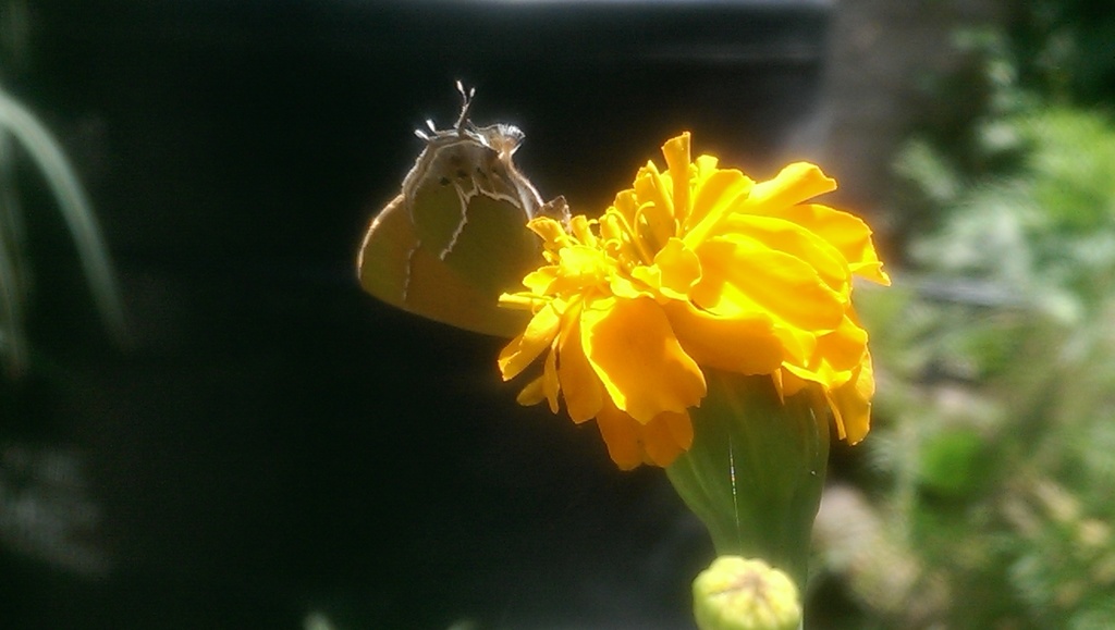 Callophrys xami xami in September 2021 by JHJ · iNaturalist