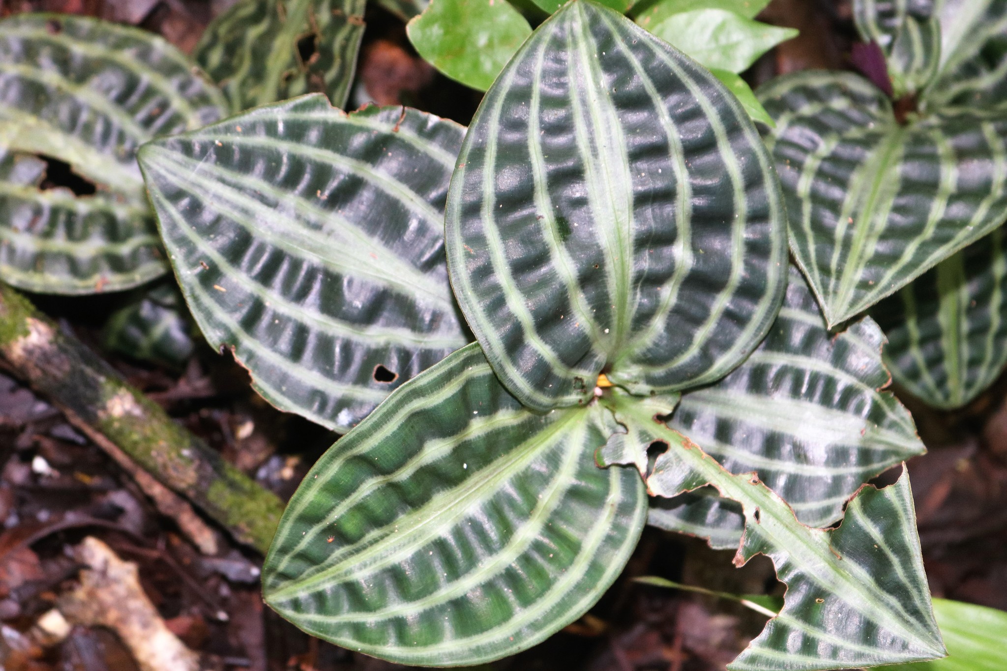 Geogenanthus poeppigii (Miq.) Faden