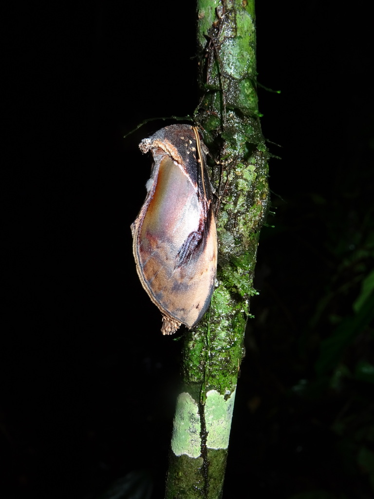 Crinodes bellatrix from M8H7+2P2, Arajuno, Ecuador on August 4, 2021 at ...