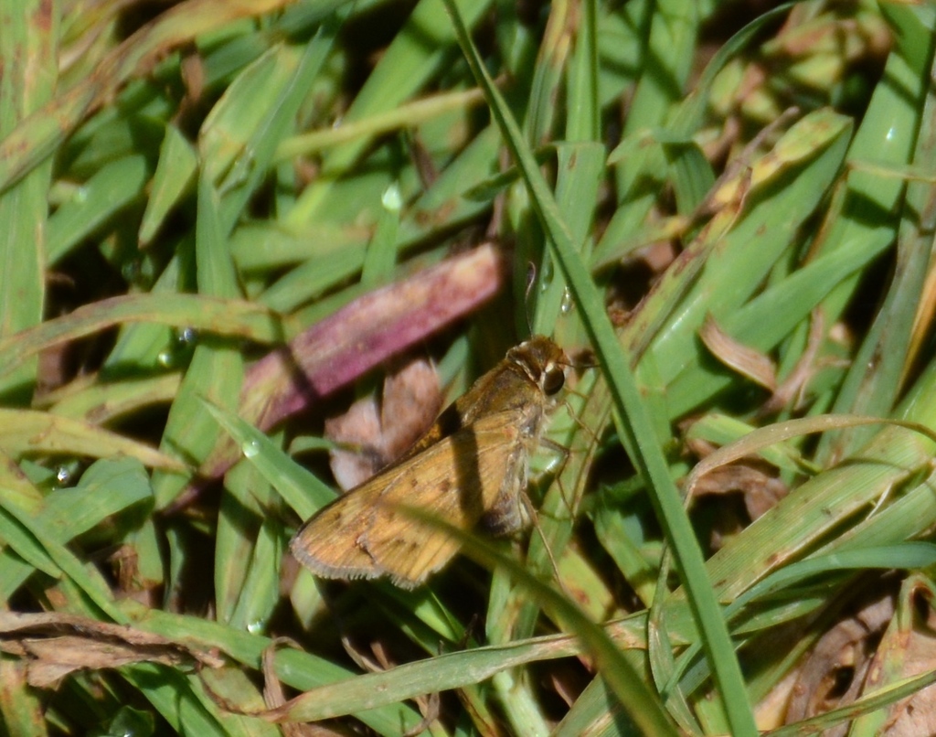 Fiery Skipper from Dededo, Guam on May 26, 2018 at 07:54 PM by Micah ...