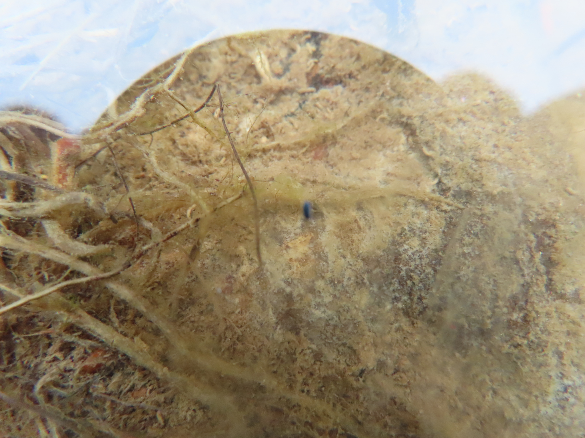 Podura C.Linnaeus, 1758