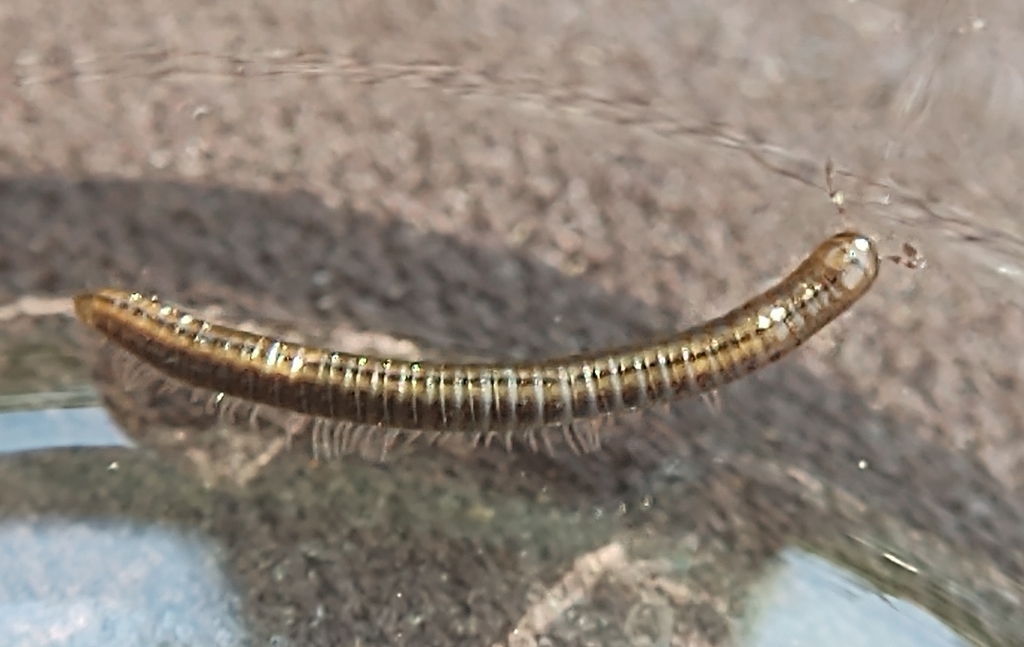 Brachyiulus lusitanus (Millipedes of the Bay Area) · iNaturalist