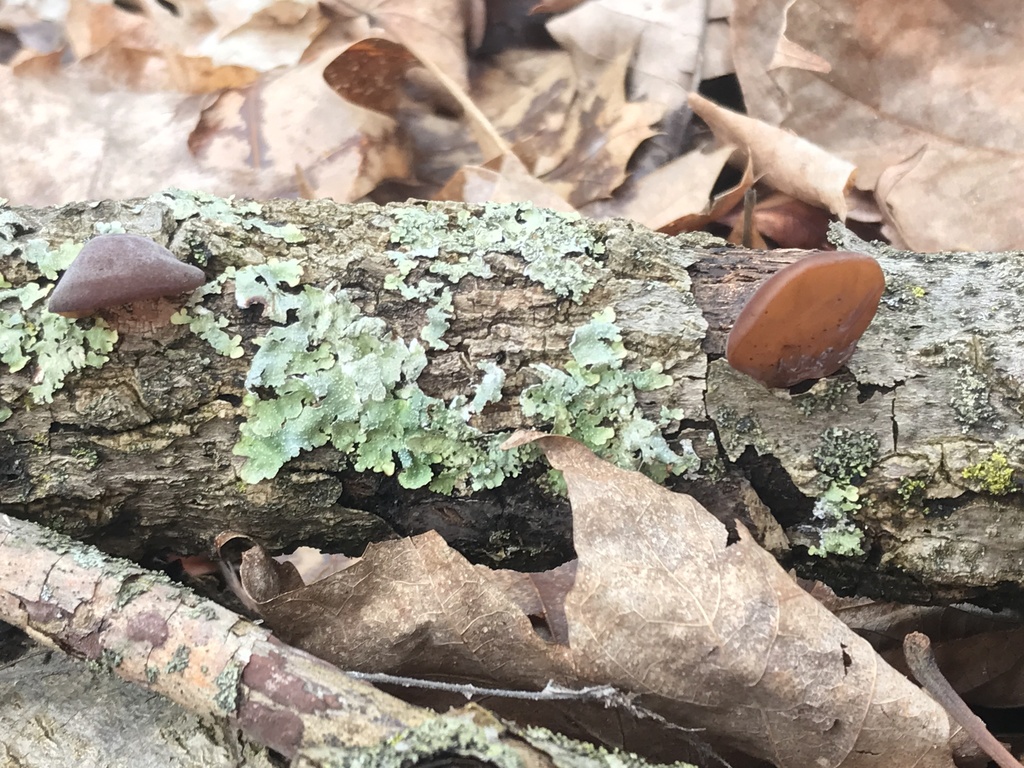 Jelly Tree Ear from Albert Johnson Rd, Nashville, IN, US on April 12 ...