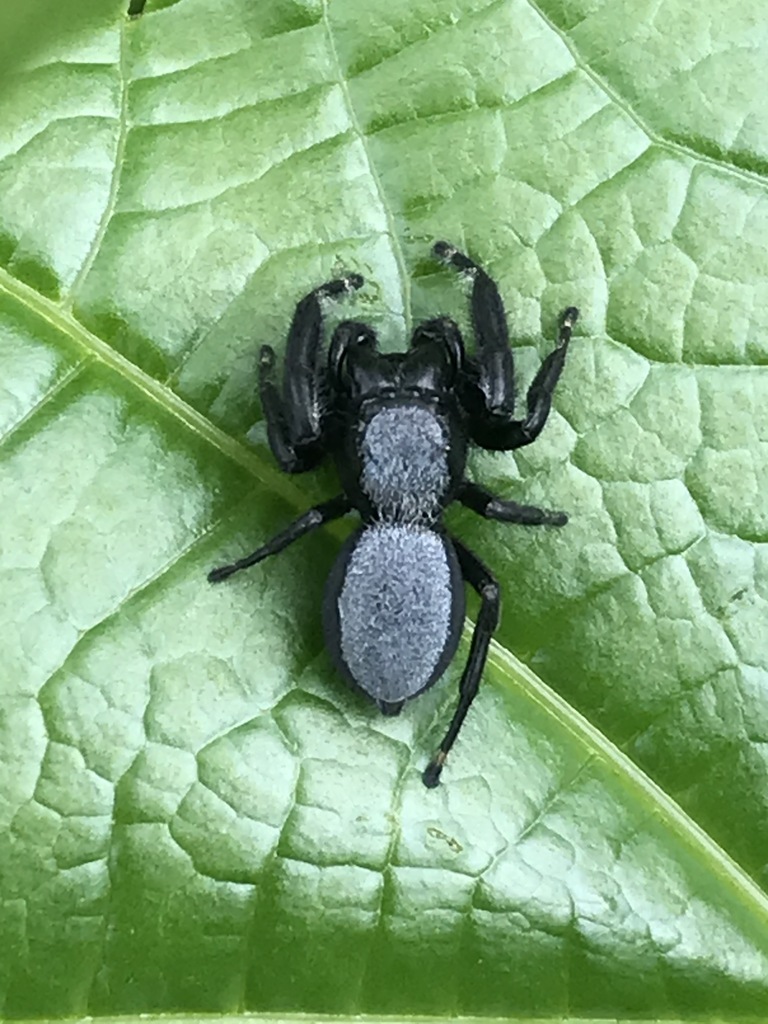 Phidippus octopunctatus from Distrito Federal, Mexico on September 01 ...