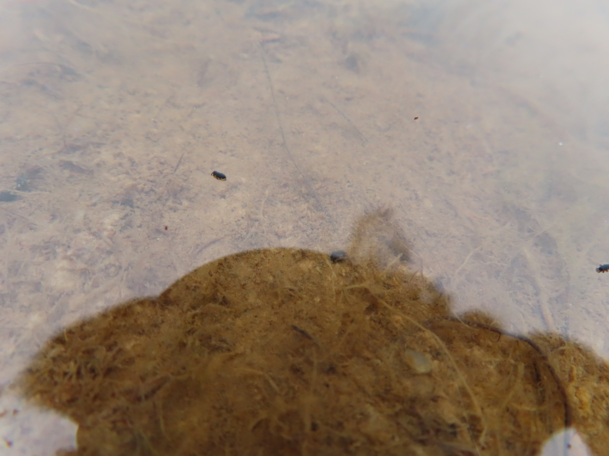 Podura C.Linnaeus, 1758