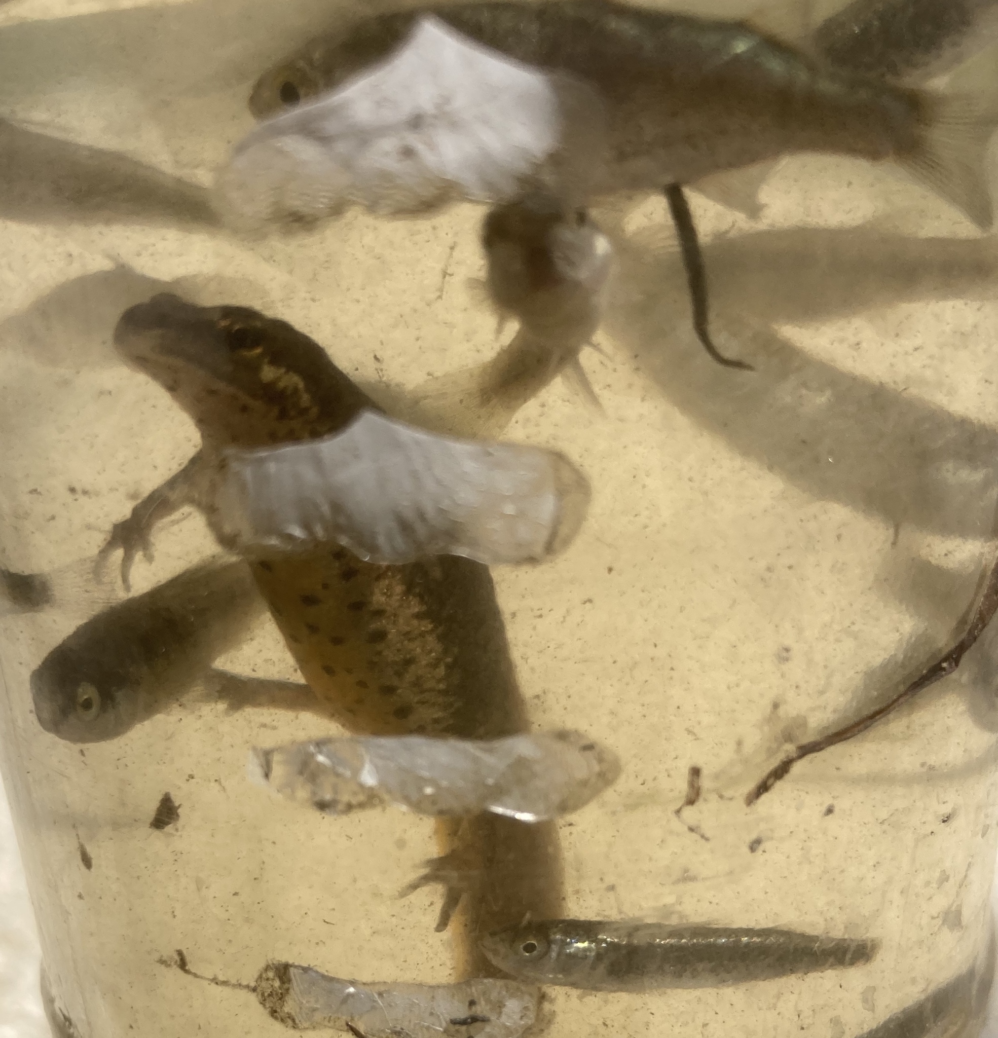 Lissotriton graecus (Wolterstorff, 1906)