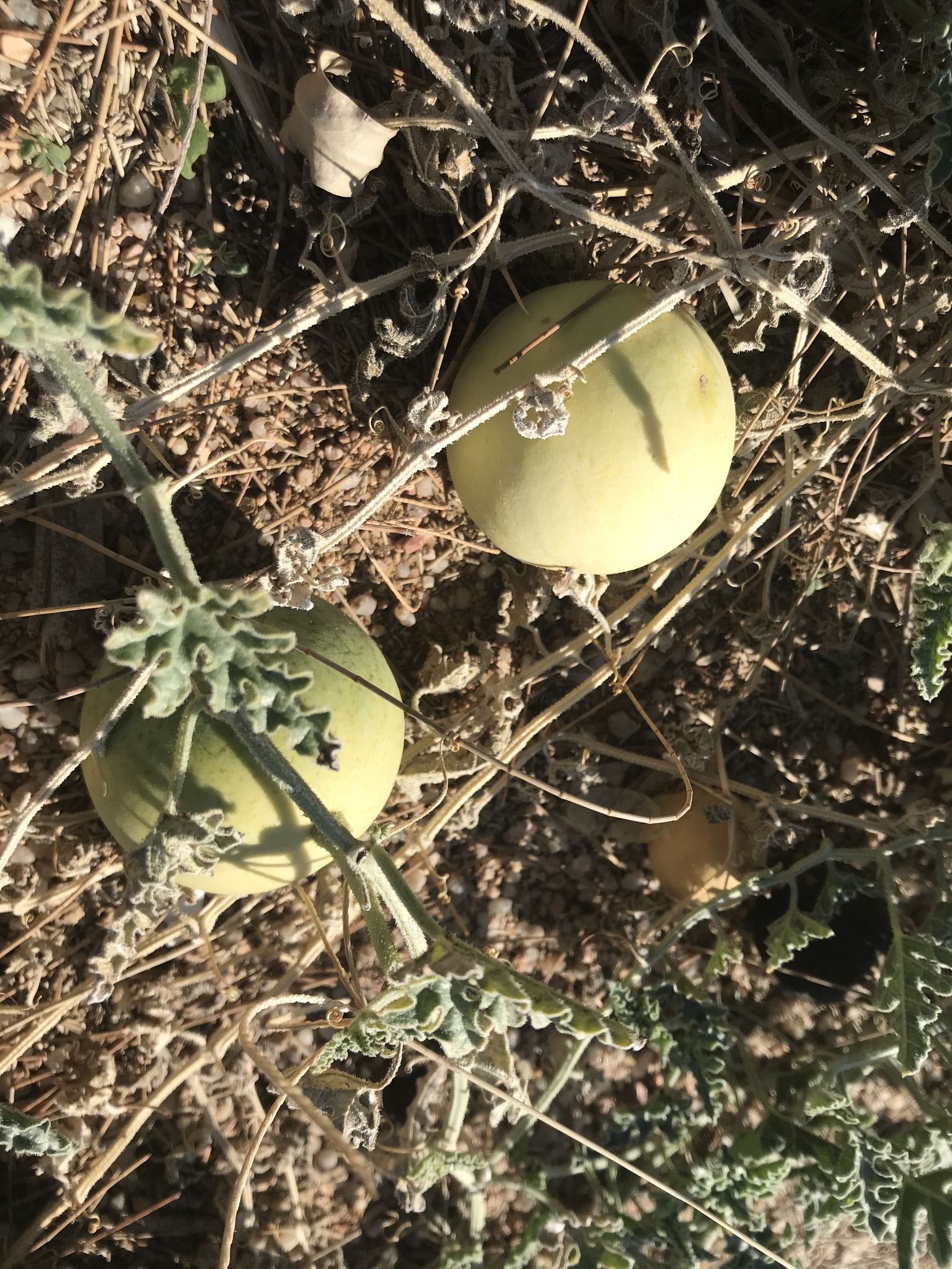 Citrullus colocynthis (L.) Schrader