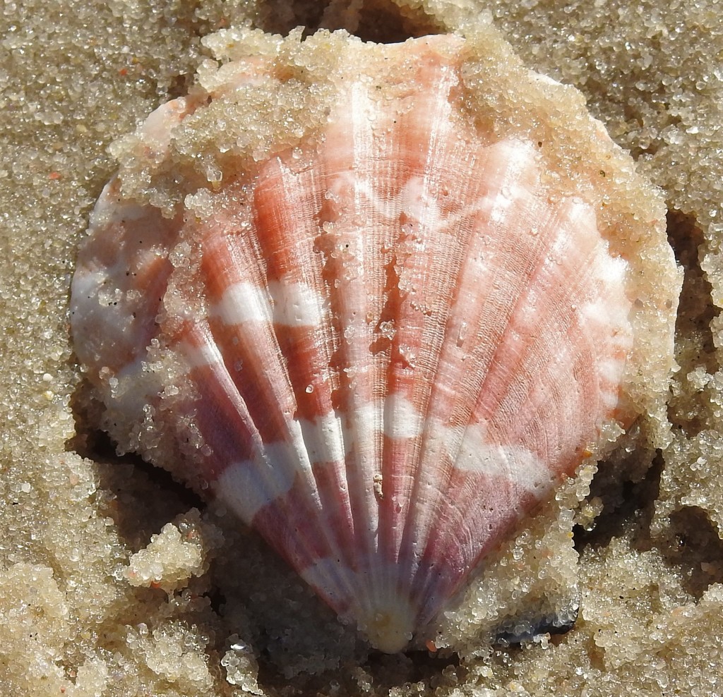 distant scallop from New Hanover County, NC, USA on March 26, 2022 at ...