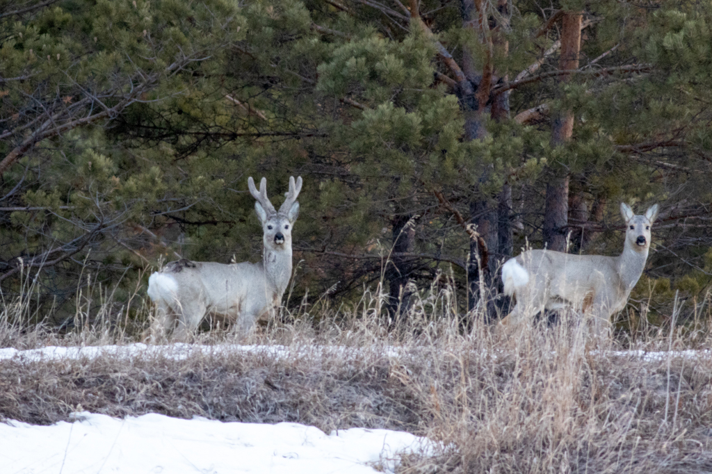 Eastern Roe Deer from Белоярский р-н, Свердловская обл., Россия on ...