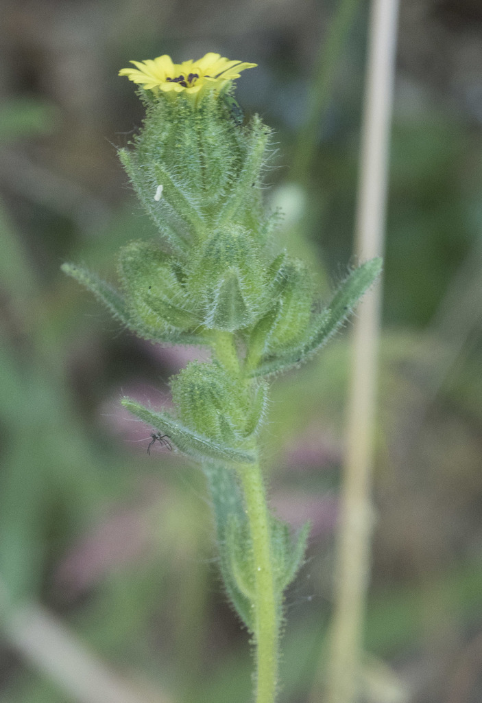 Slender Tarweed from Butte, California, United States on May 20, 2018 ...