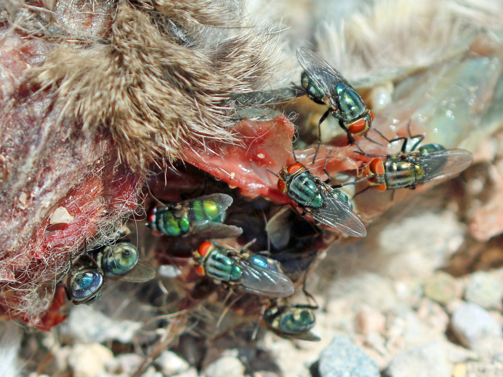 Secondary Screwworm Fly from Santa Cruz County, AZ, USA on April 11 ...