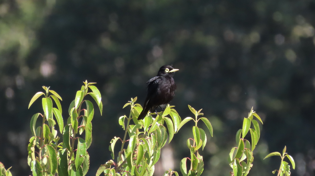 Spectacled Tyrant from Valdivia, Los Ríos, Chile on February 07, 2022 ...