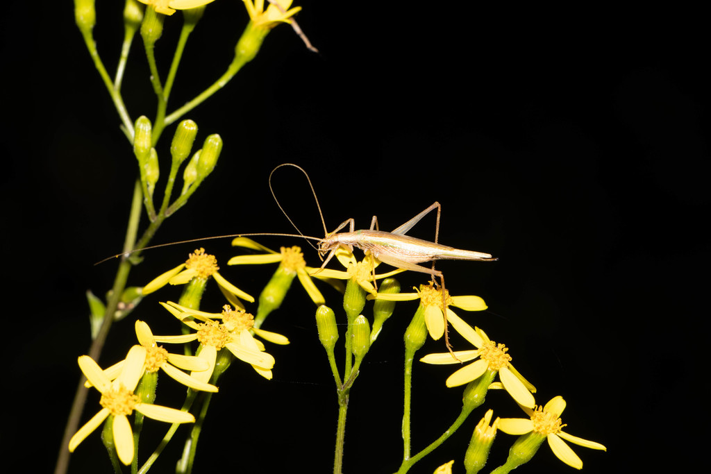 Common Tree Crickets from botaniese tuin potch on April 09, 2022 at 08: ...