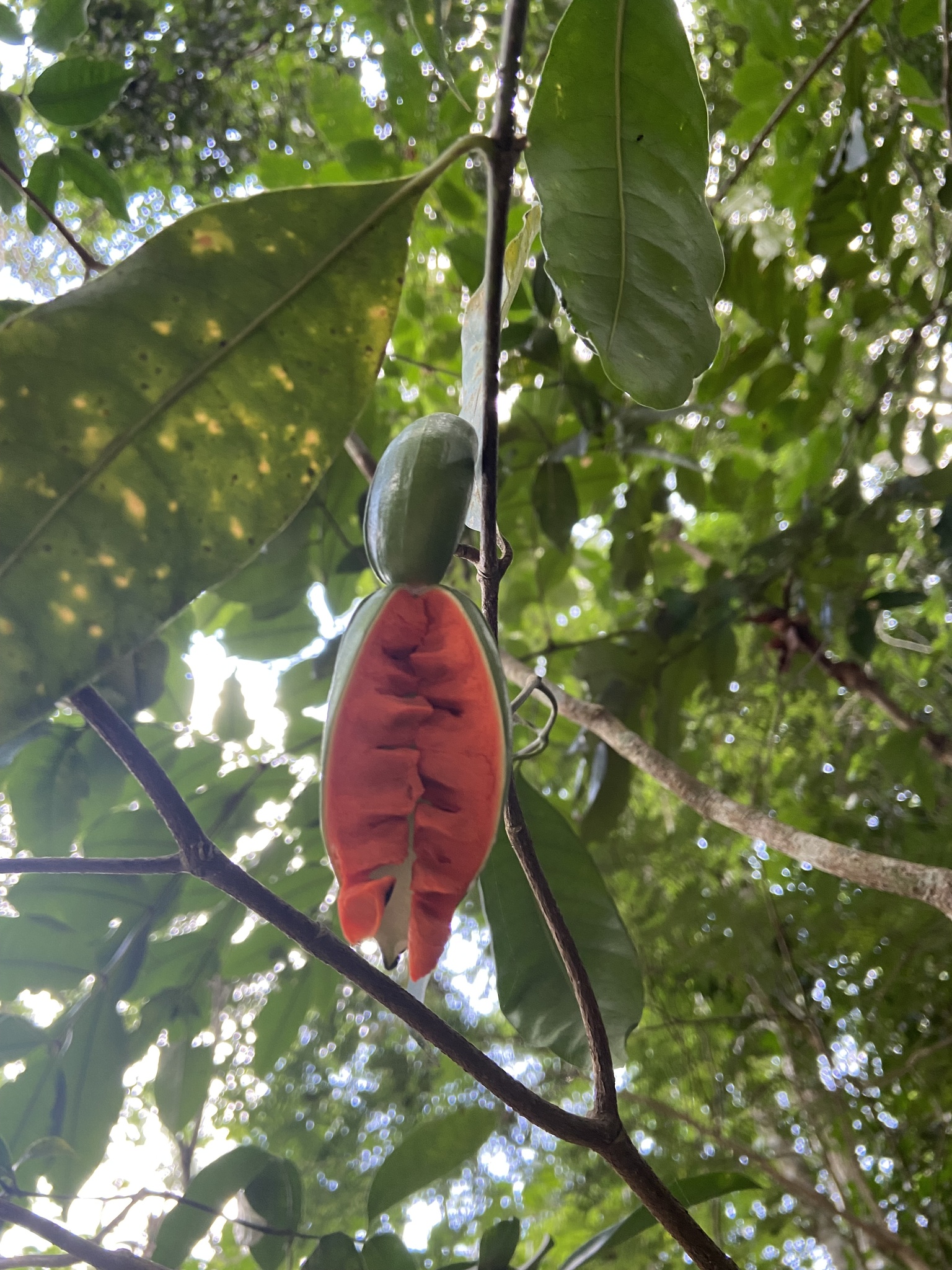 Tabernaemontana flavicans Willd. ex Roem. & Schult.