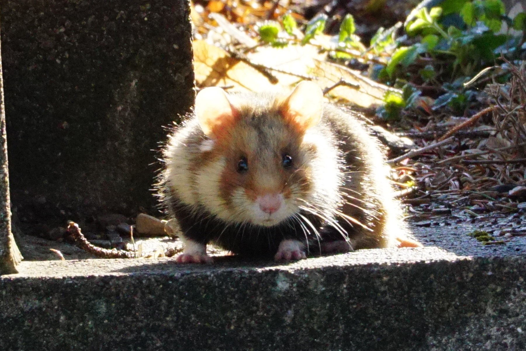 Cricetus cricetus (Linnaeus, 1758)