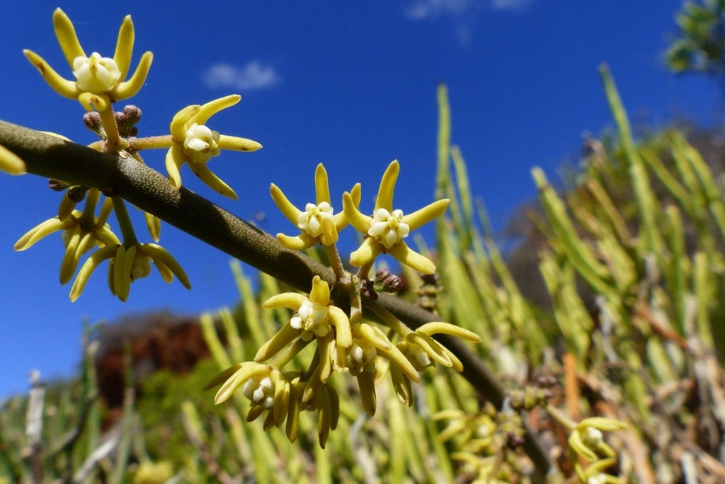 Caustic Vine from Worcester NU, Worcester, 6849, Südafrika on March 26 ...