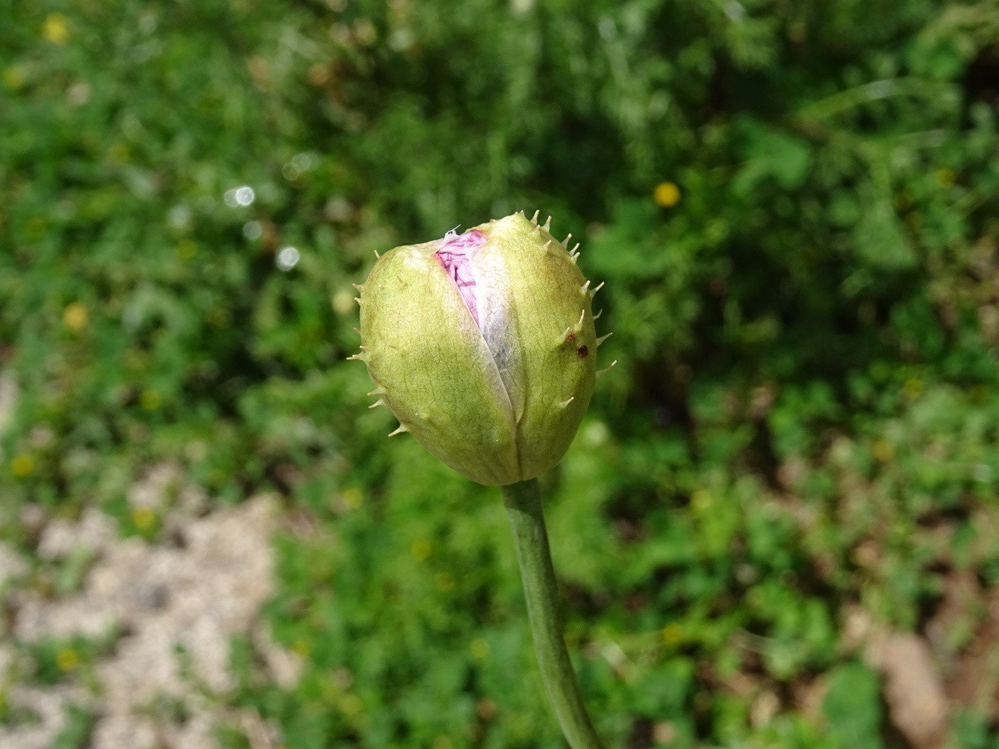 Papaver setigerum DC.