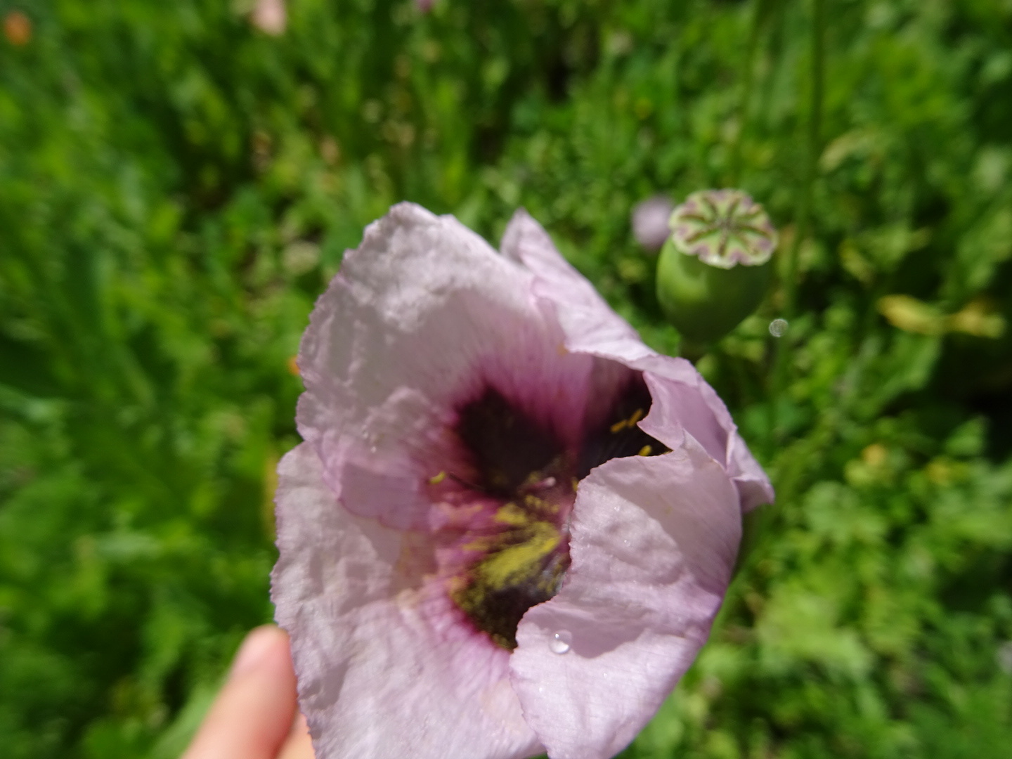Papaver setigerum DC.