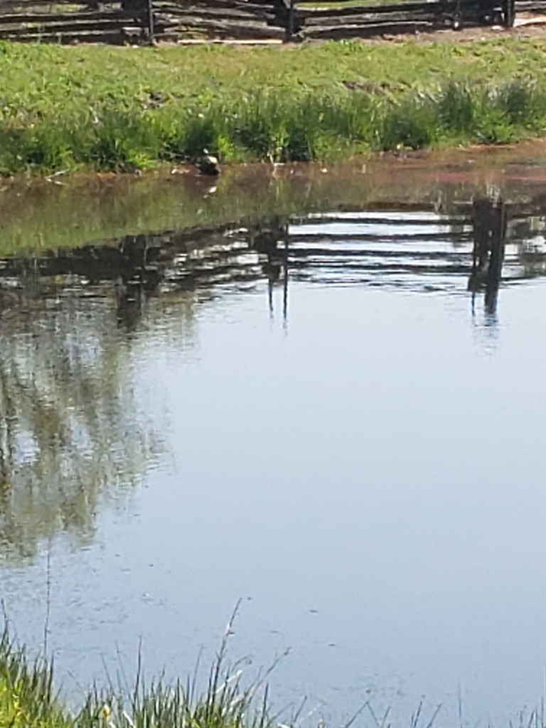 Pond and Box Turtles from St Helena, CA 94574, USA on April 5, 2022 at ...