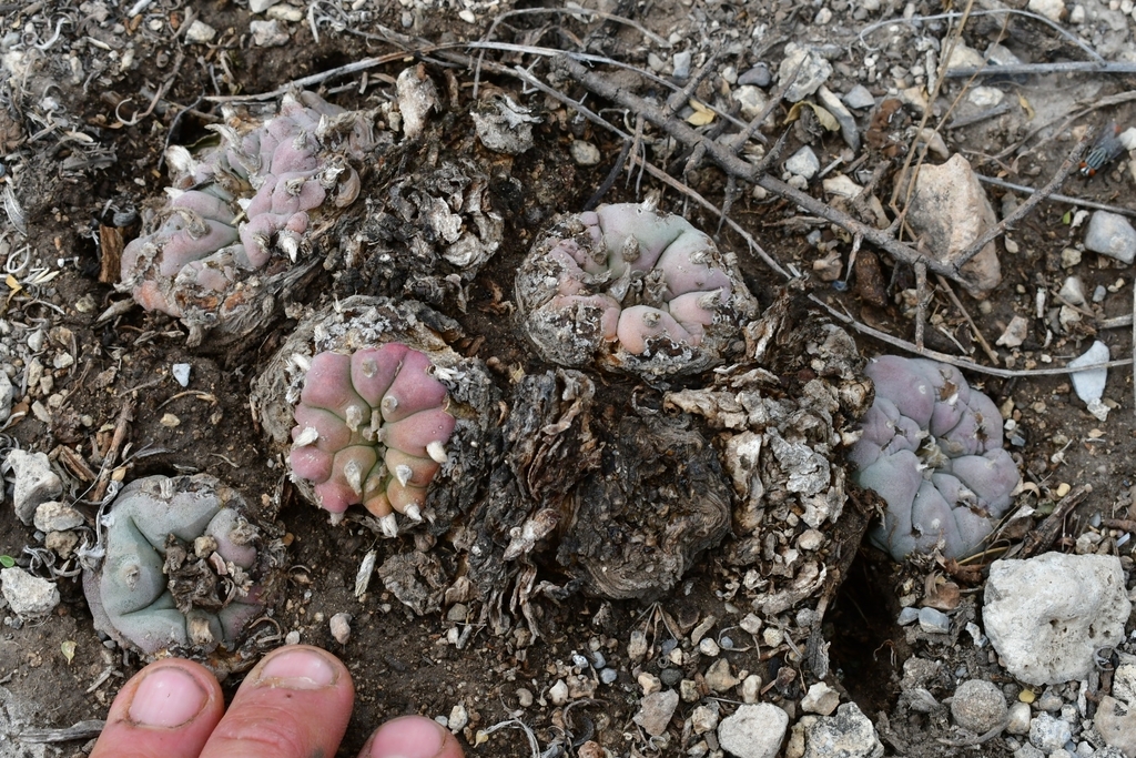 Peyote in April 2022 by Joey Santore. Excellent population.. hope it ...