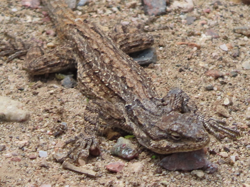Ornate Tree Lizard from Boyce Thompson Arboretum, Superior, AZ, US on ...