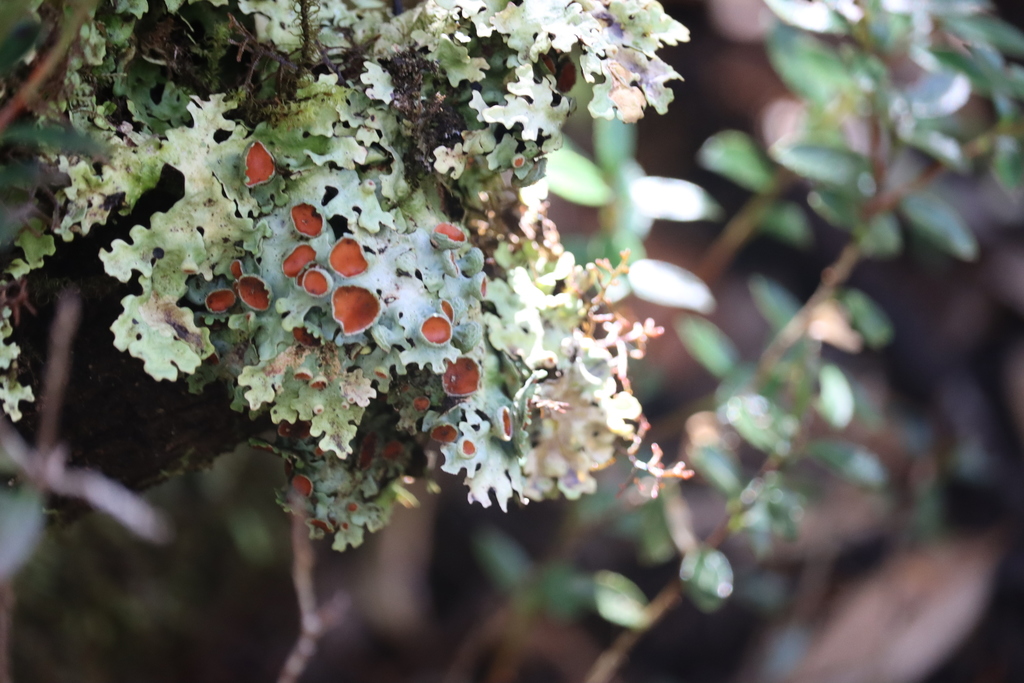 Specklebelly Lichens from GG74+95C, San José, Pérez Zeledón, Costa Rica ...