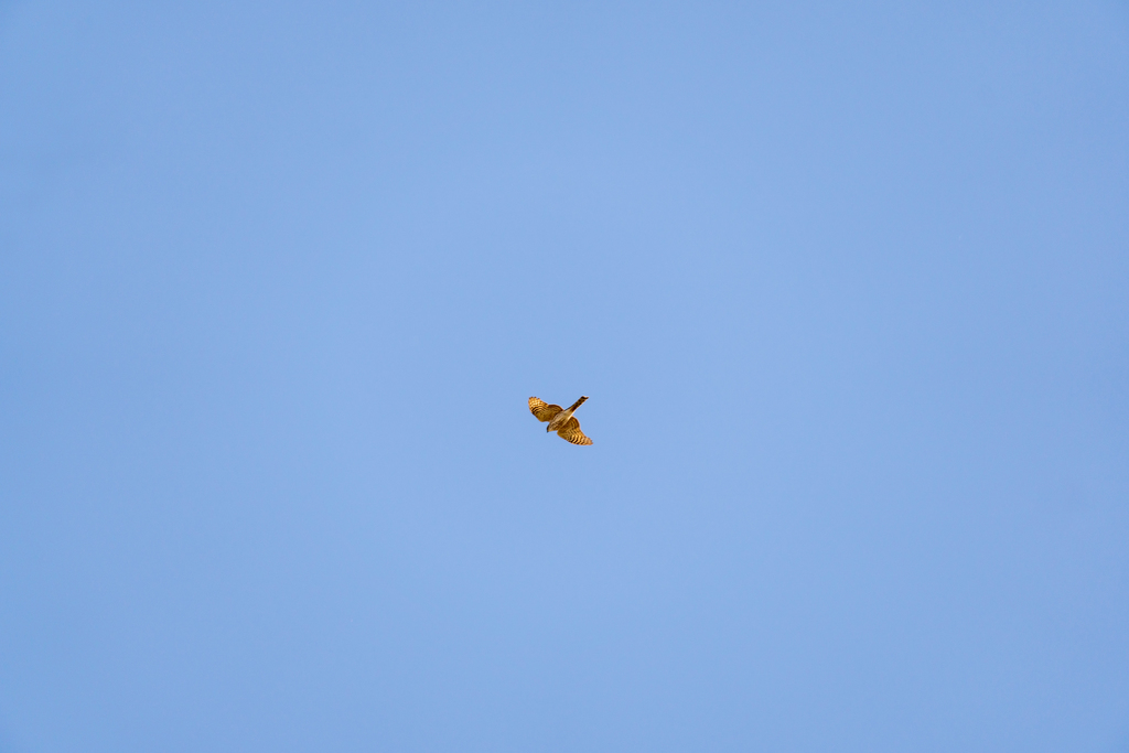 Sharp-shinned Hawk from Meiners Oaks, CA 93023, USA on April 12, 2022 ...