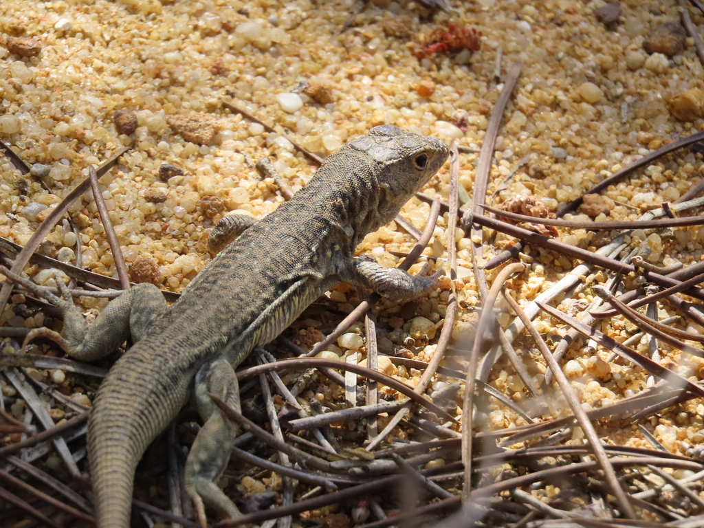 Spiny-footed Lizard from 2845 Amora, Portugal on April 10, 2022 at 11: ...