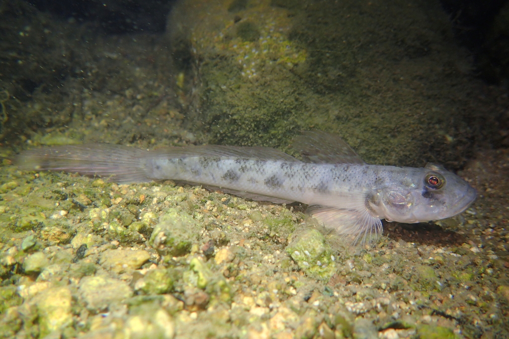 Maned Tentacle Goby (Oxyurichthys microlepis) - Marine Life Identification