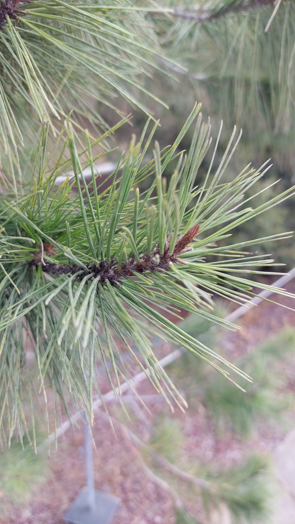 Gregg's pine from Museo de Cera Monterrey, Centro, 64000 Monterrey, N.L ...