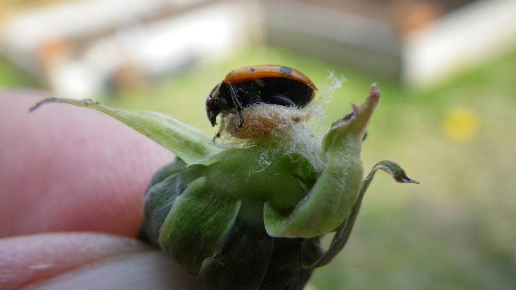 Dinocampus coccinellae paralysis virus from Cliff-Cannon, Spokane, WA ...