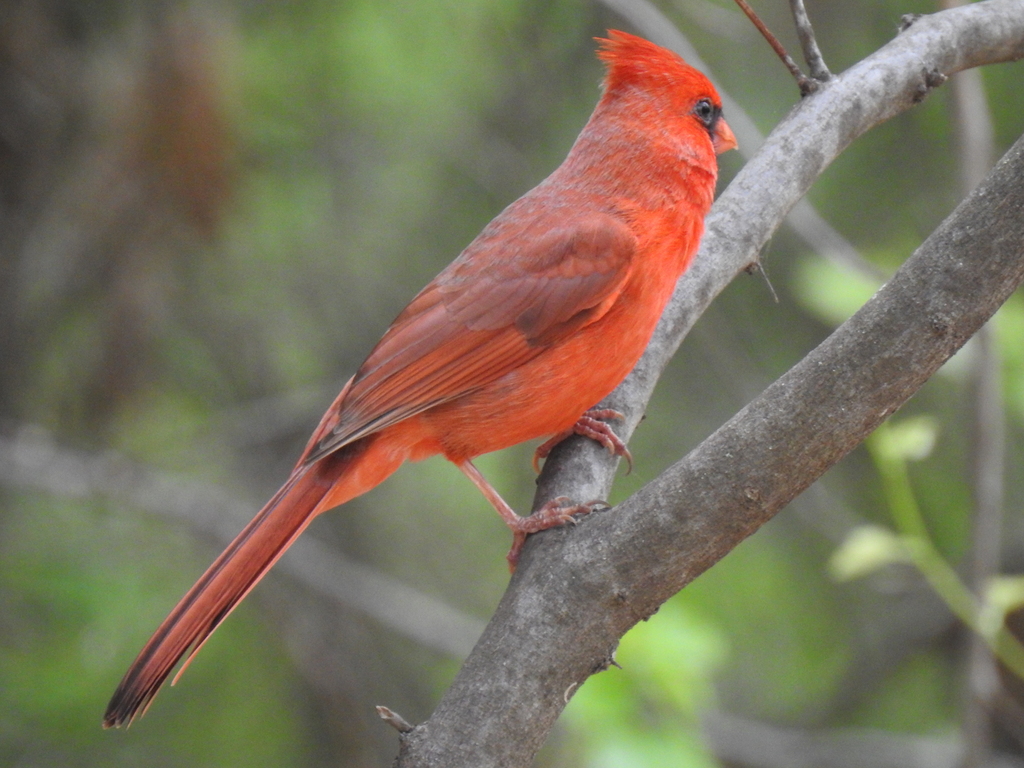 Northern Cardinal from Flower Mound, TX, USA on April 12, 2022 at 11:41 ...