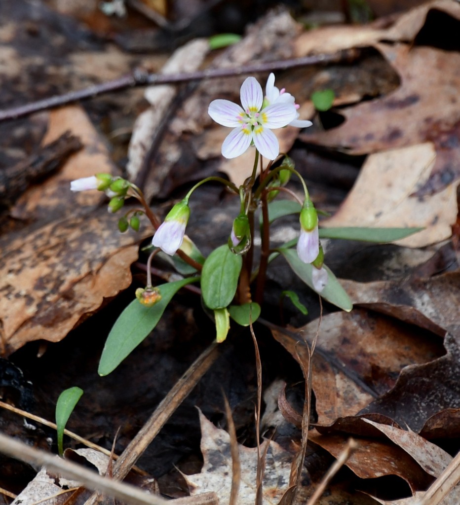 Carolina spring-beauty from Randolph County, WV, USA on April 12, 2022 ...