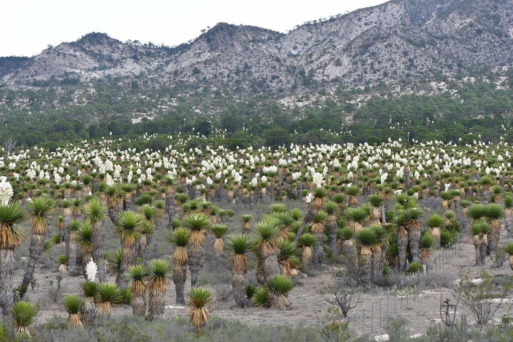 giant Spanish-dagger in April 2022 by Joey Santore · iNaturalist