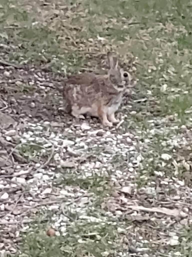 Eastern Cottontail from Delaware, OH 43015, USA on April 12, 2022 at 08 ...