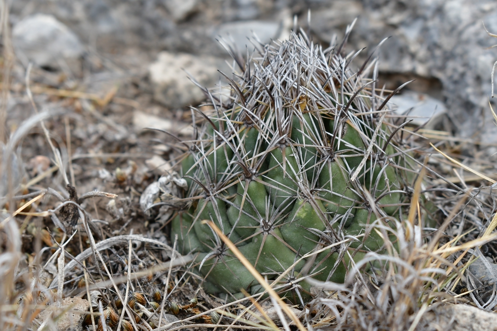 Coryphantha salinensis (Poselg.) Dicht & A.Lüthy
