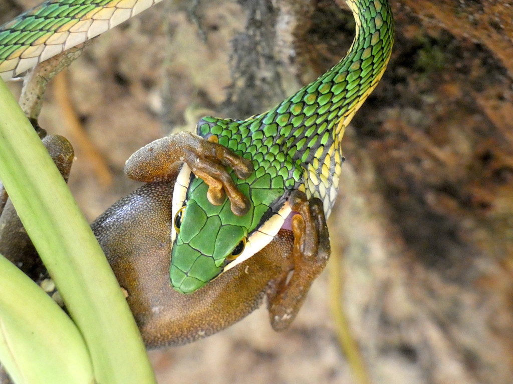 Giant Parrot Snake from Dois Irmãos, Recife - State of Pernambuco ...