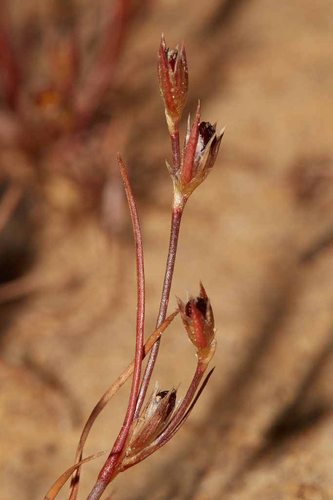 Toad rush from MacDonald Trail, Anthony Chabot Regional Park, Alameda ...