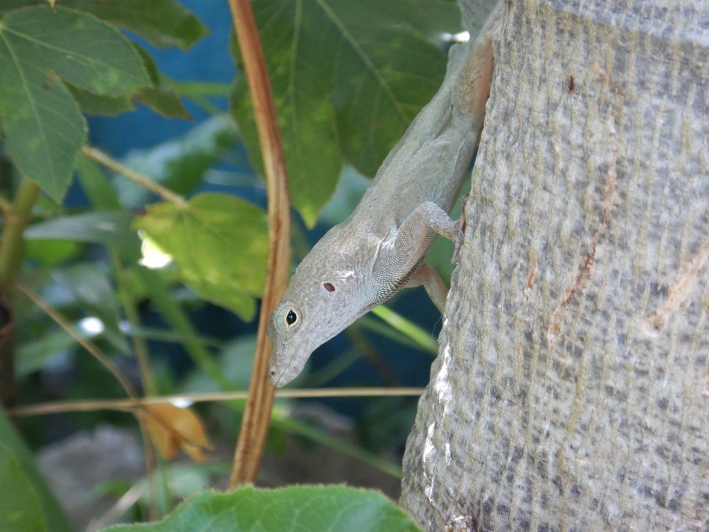 Crested Anole from Rendezvous And Ditleff, Cruz Bay, St John 00830 ...