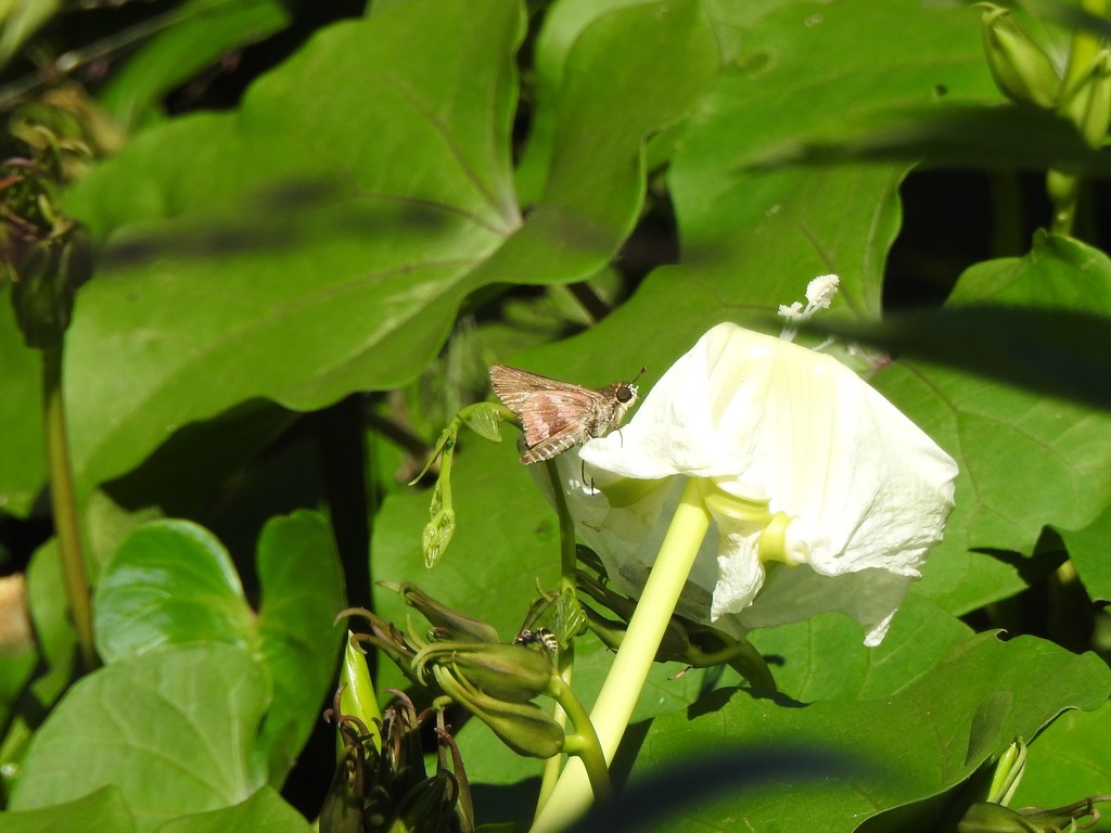 Violet-banded Skipper from Santo Tomé, Santa Fe, Argentina on April 12 ...