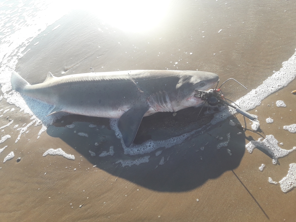 Squalean Sharks (Squalomorphi) - Marine Life Identification