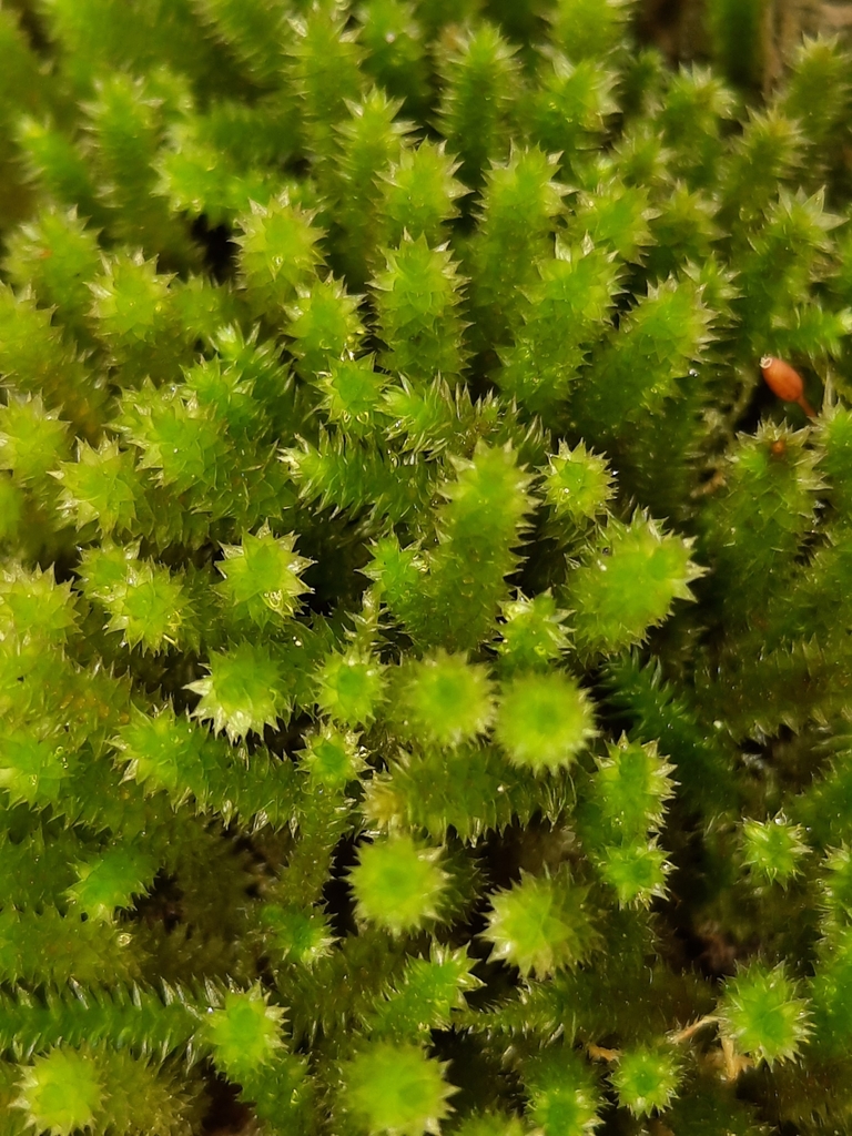 smooth hook moss (Leucodon julaceus) - Botanical Realm