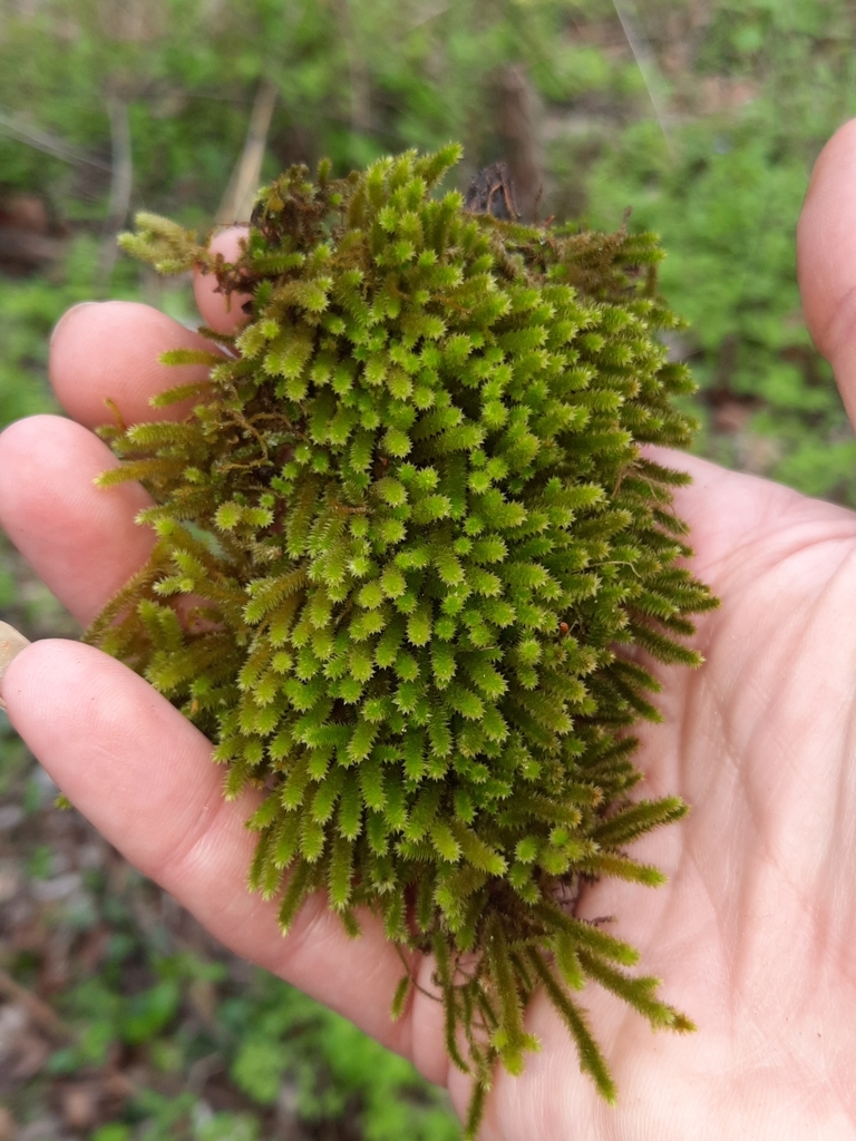 smooth hook moss (Leucodon julaceus) - Botanical Realm