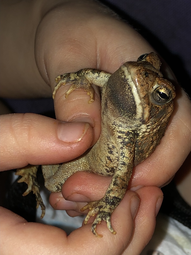 Fowler's Toad from Mountain View Park, Clemson, SC, US on April 12 ...