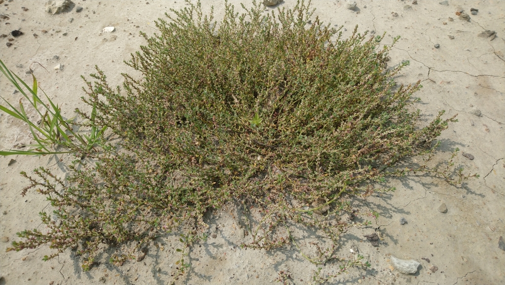 Small Knotweed from 638台灣雲林縣麥寮鄉海豐村 on April 13, 2022 at 09:58 AM by ...