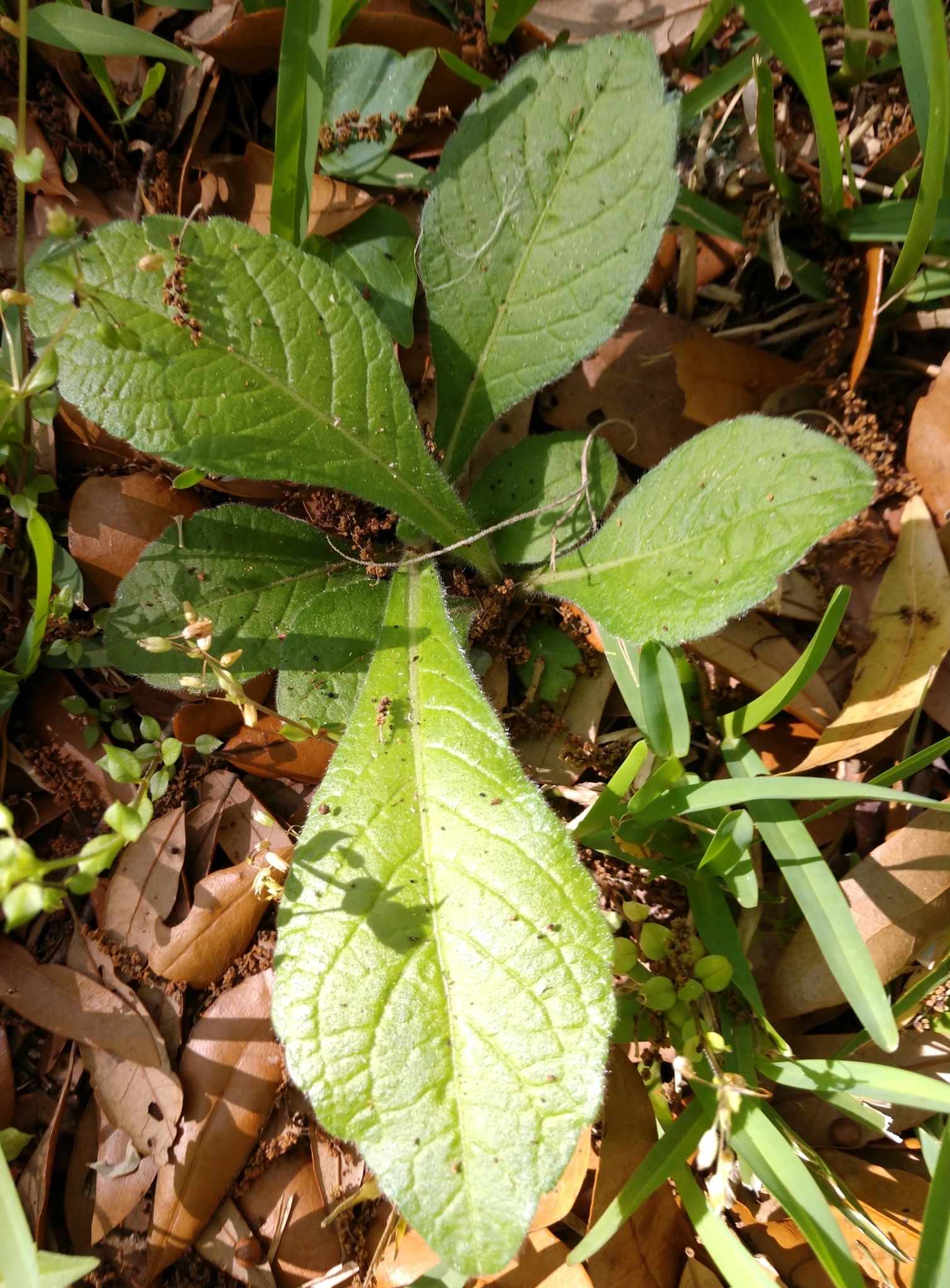 Elephantopus tomentosus L.
