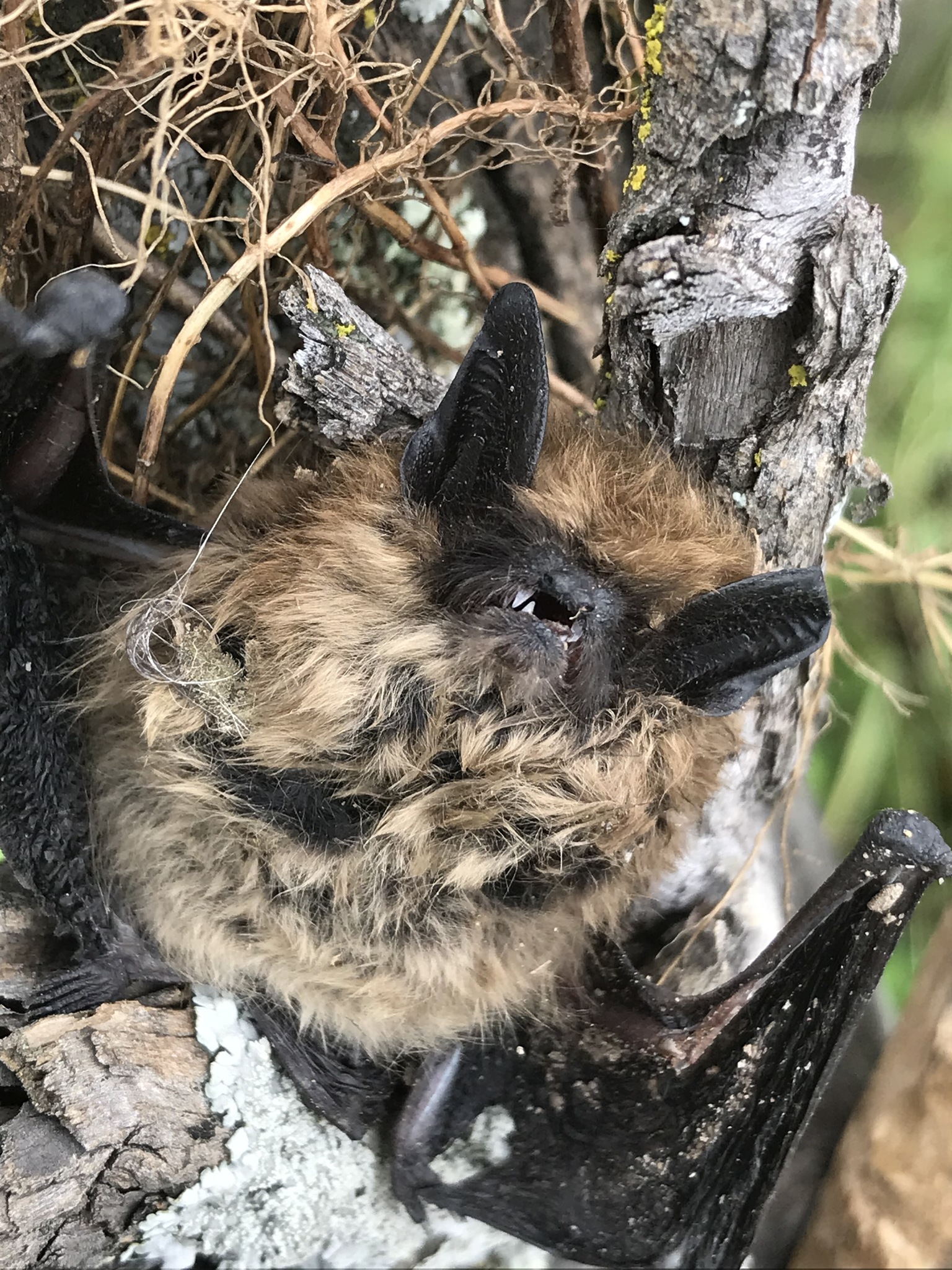 Myotis californicus (Audubon & Bachman, 1842)