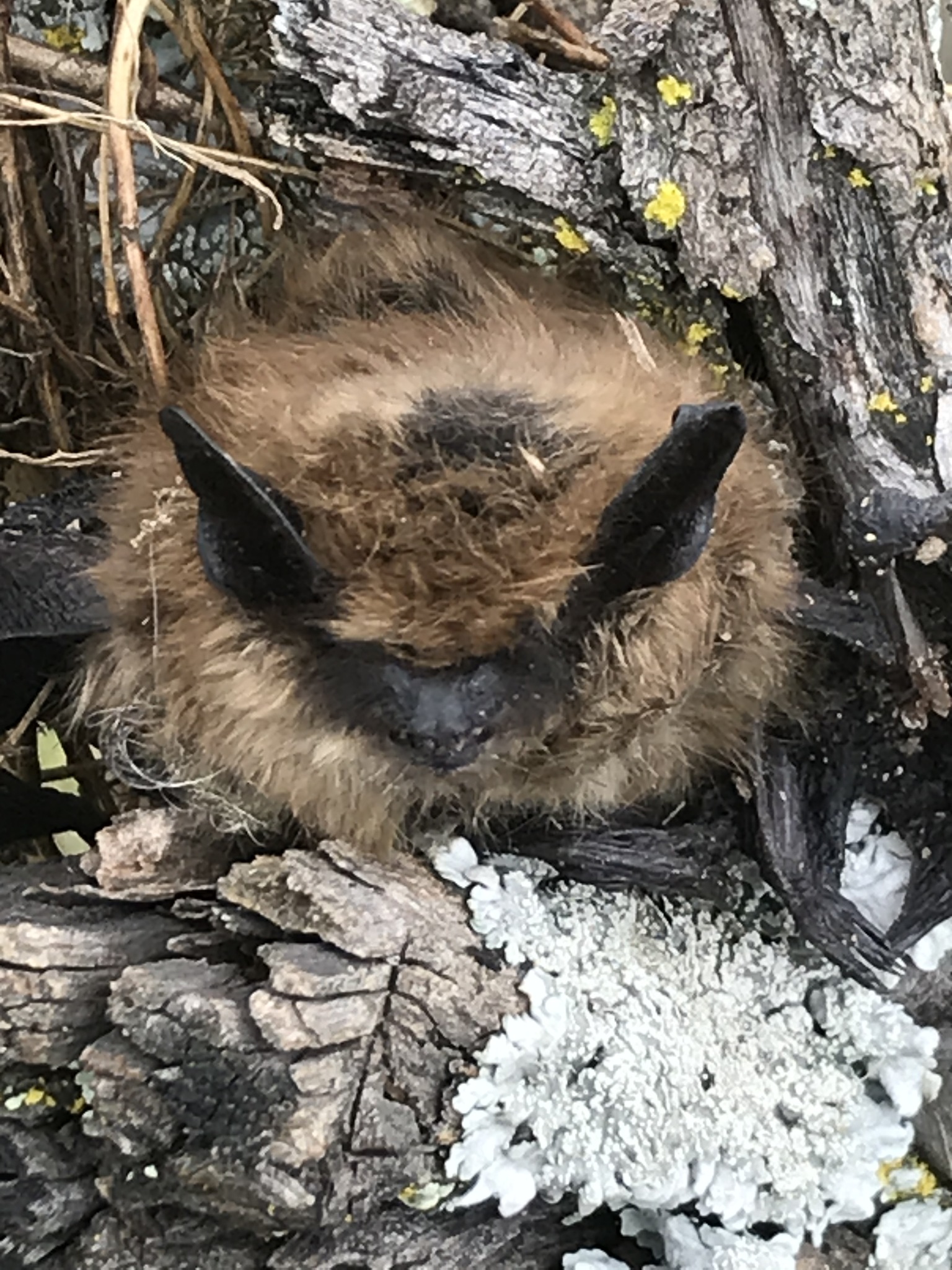 Myotis californicus (Audubon & Bachman, 1842)