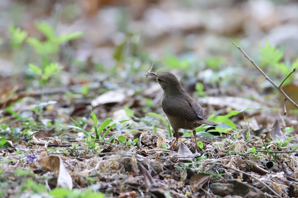 House Wren from Parque Omar Torrijos, Panama City, Provincia de Panamá ...