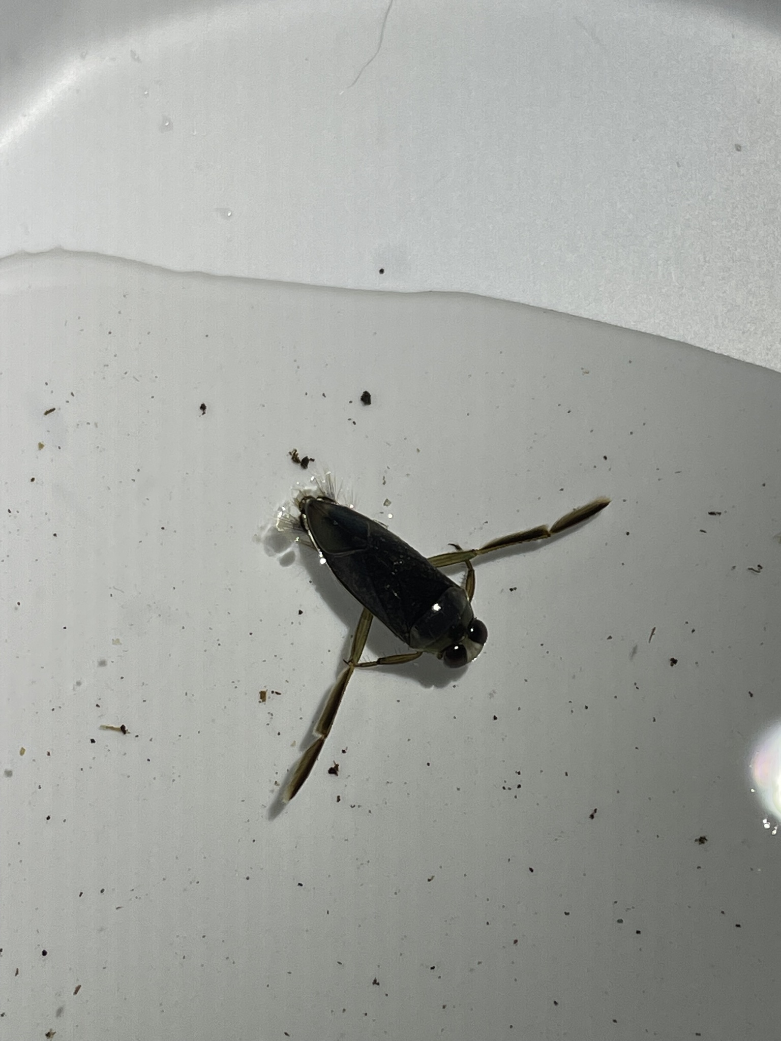 Notonecta irrorata Uhler, 1879